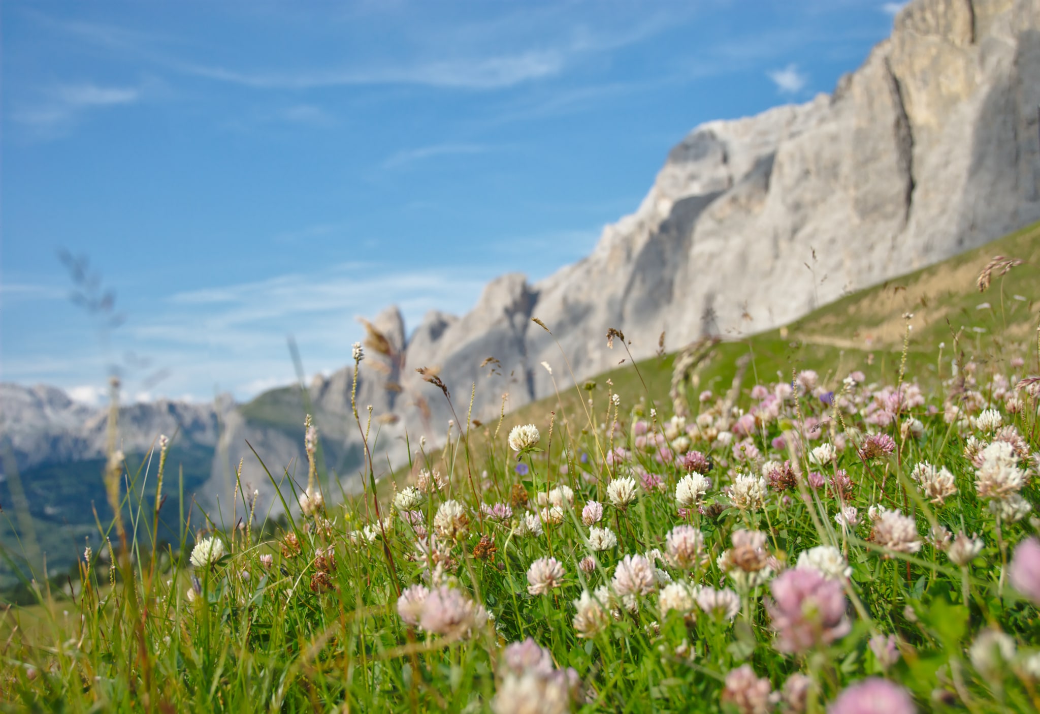 Austrian flora variety in your room - Sonnenburg