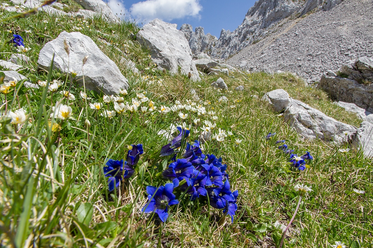 Austrian flora variety in your room - Sonnenburg